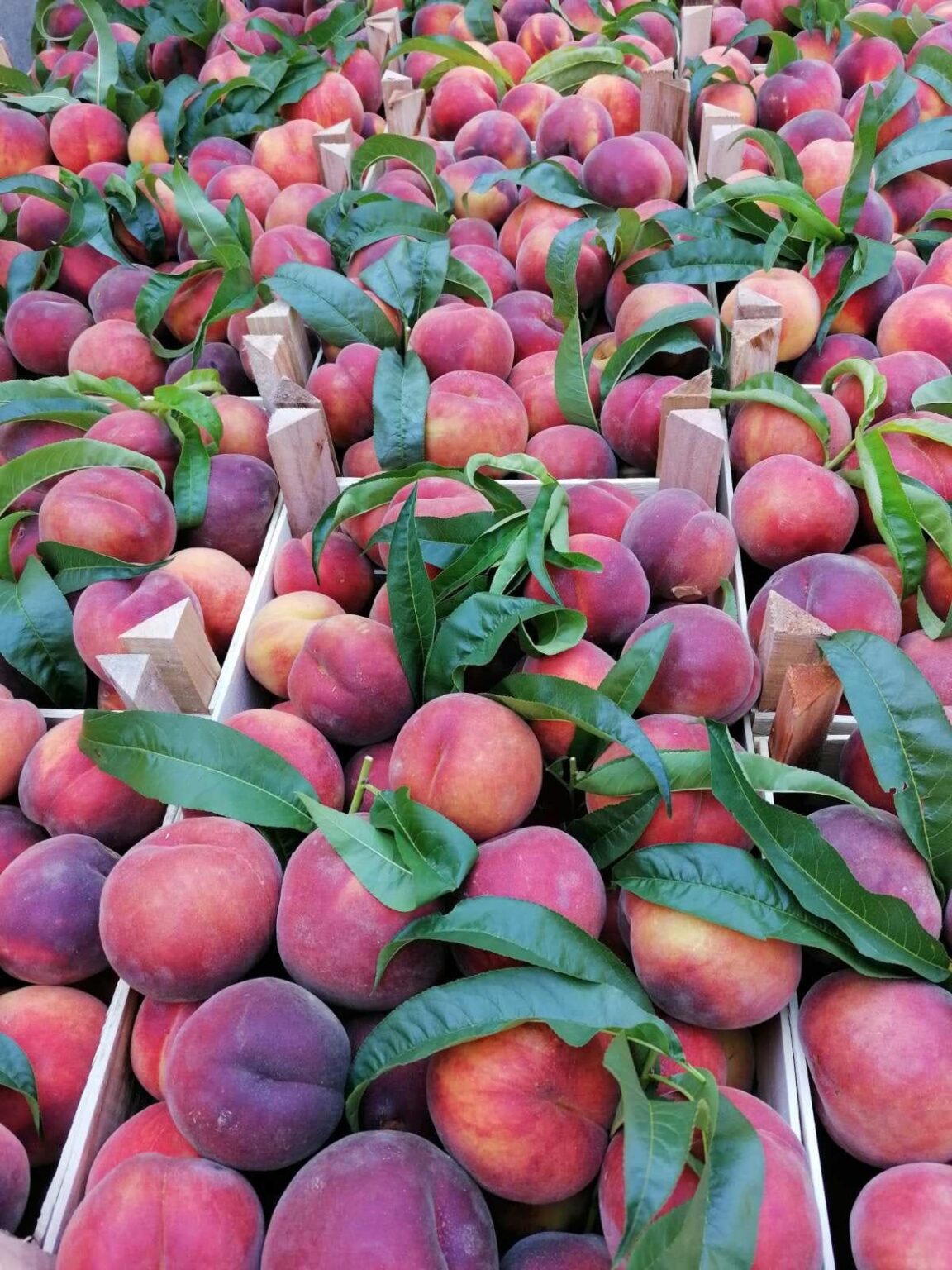 Pureberry – Čist užitak